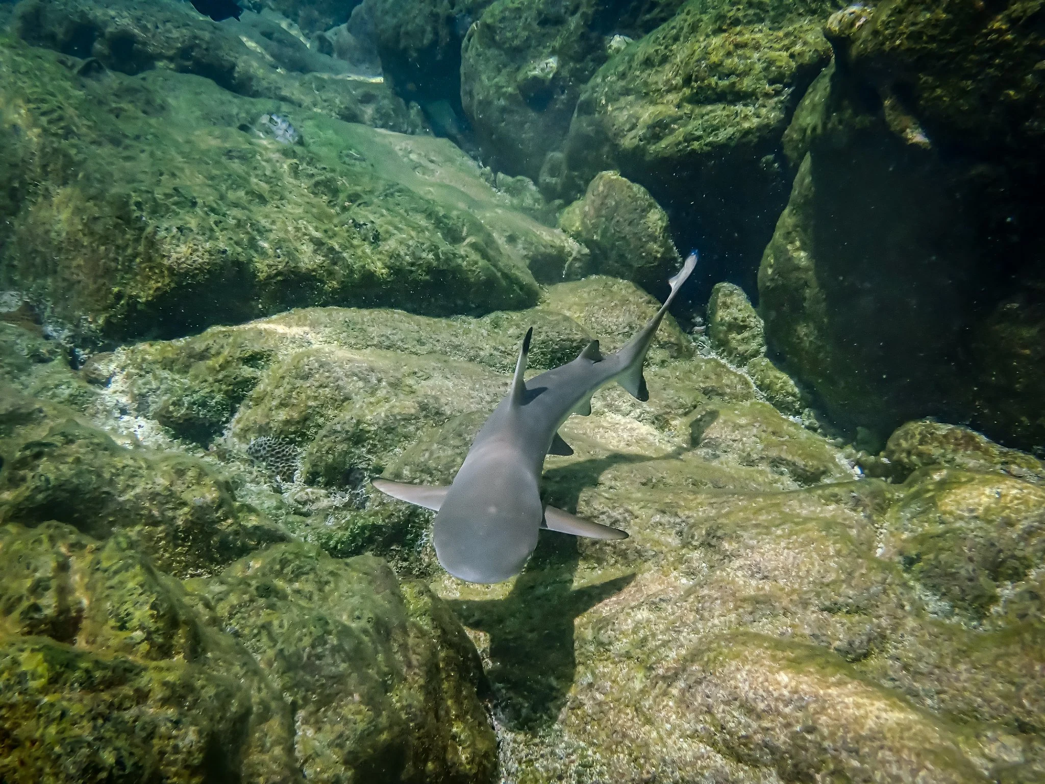 เที่ยวเกาะหมา ชมปะการัง และปลาฉลามครีบดำ เที่ยวลันตาให้มากกว่าที่เคย ...